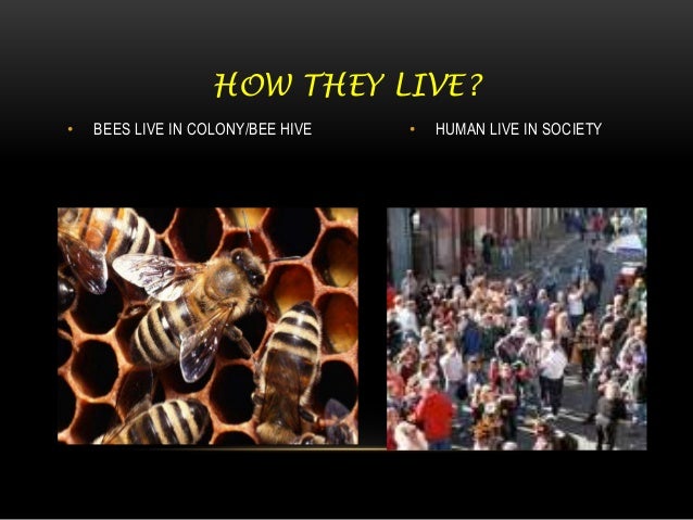 Honey bee & human being