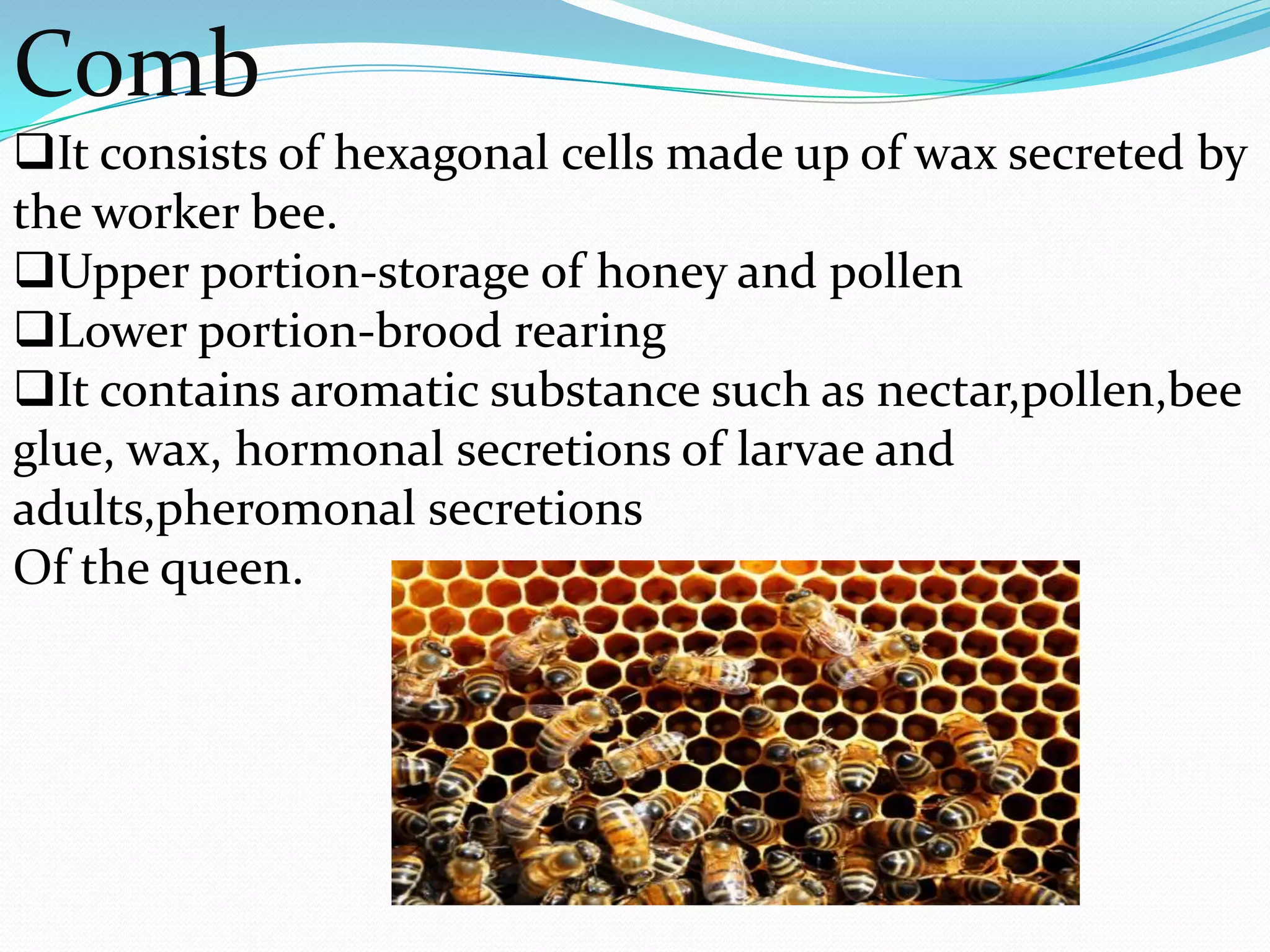 social organisation of honey bee | PPTX