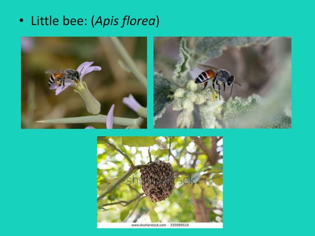 Honey Bee Ppt.pptx