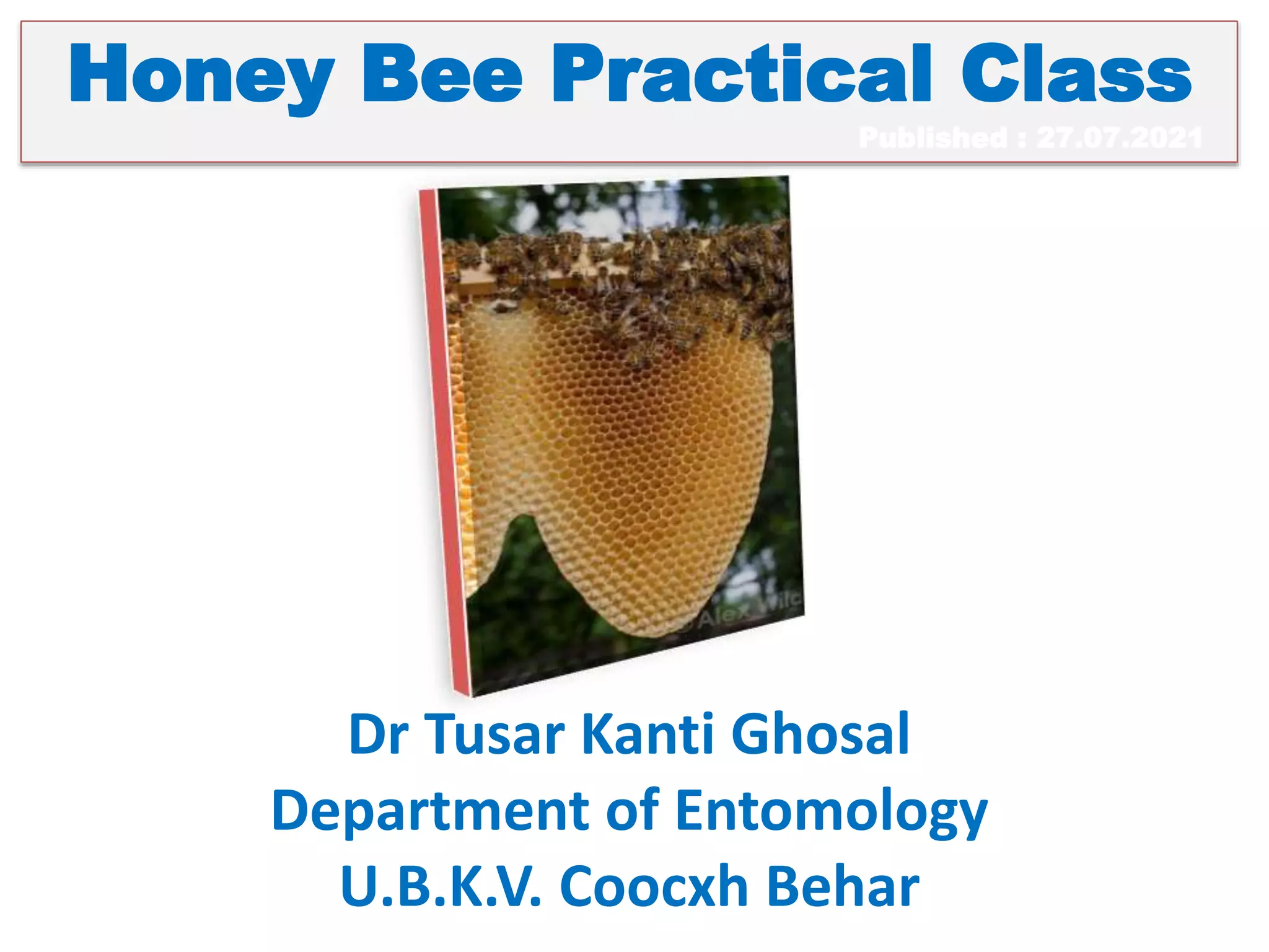 Honey bee practical class.pptx