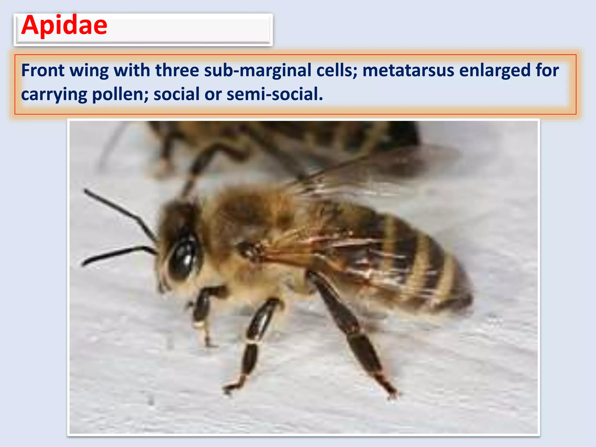 Honey bee practical class.pptx