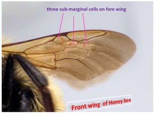 Honey bee practical class.pptx
