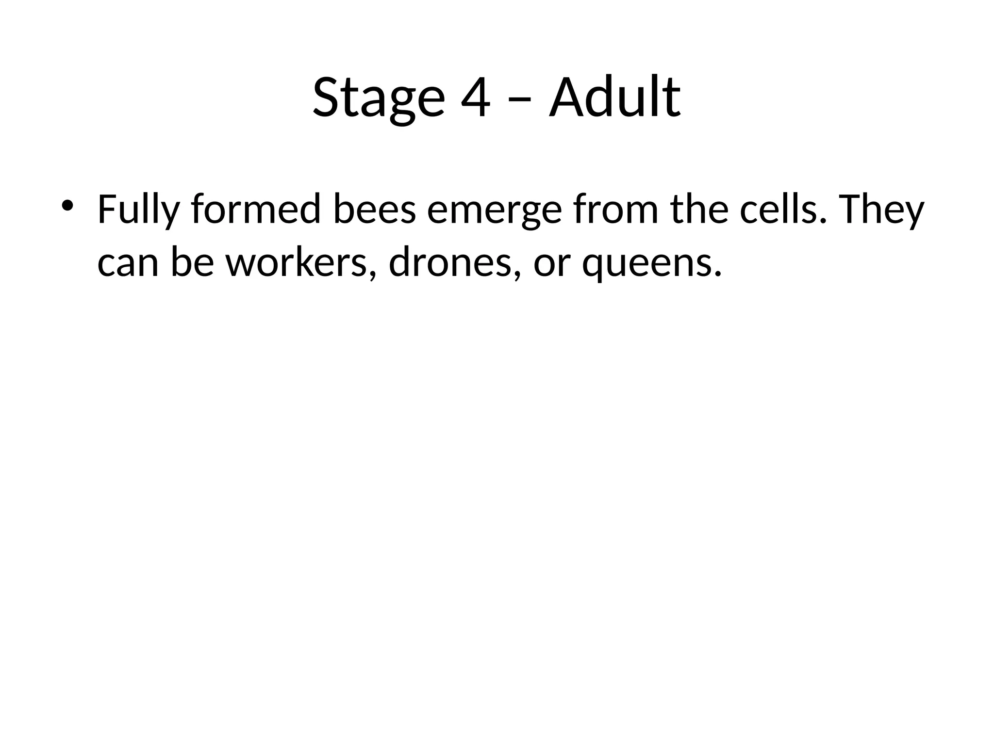 Honeybee life cycle Presentation for class 5 | PPTX
