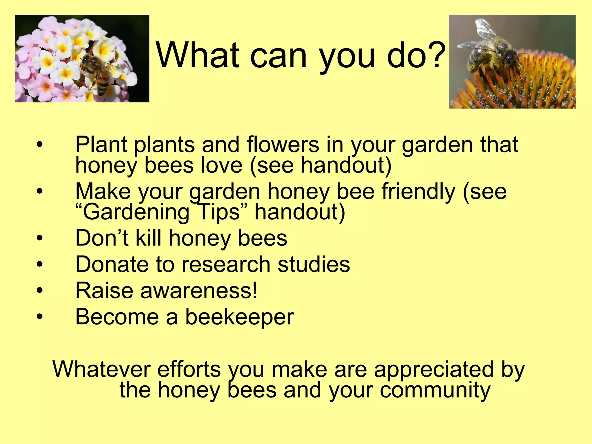 Honey Bee Presentation Final | PPT