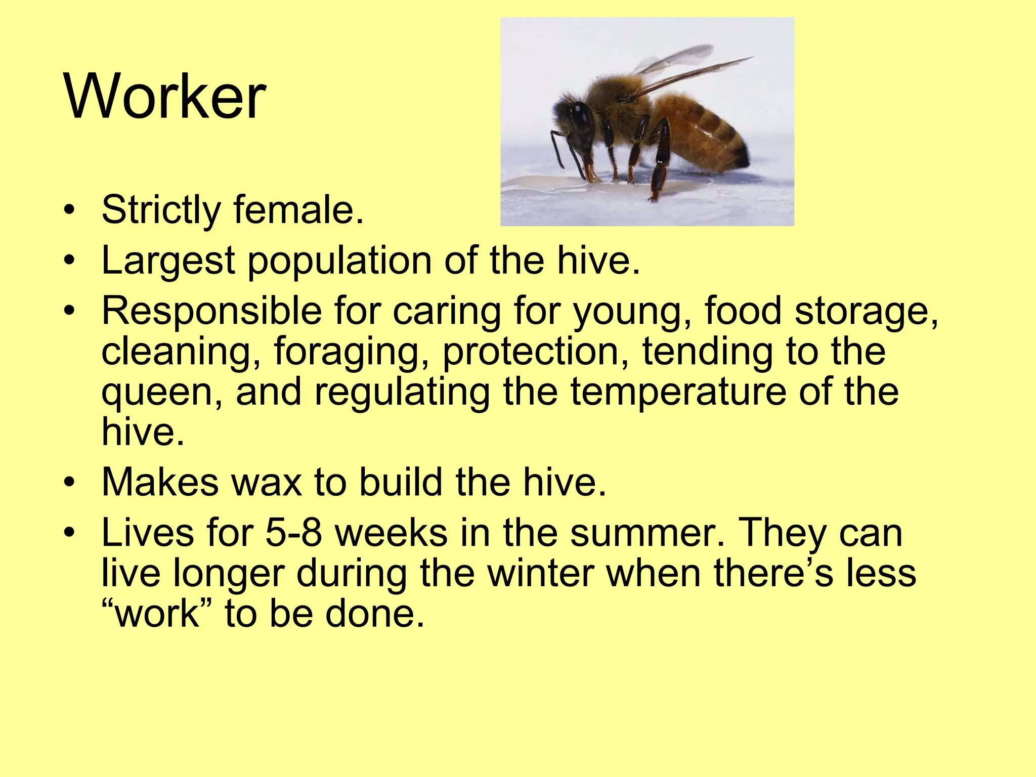 Honey Bee Presentation Final | PPT
