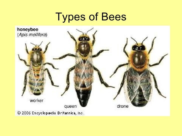 Different Species Of Bees