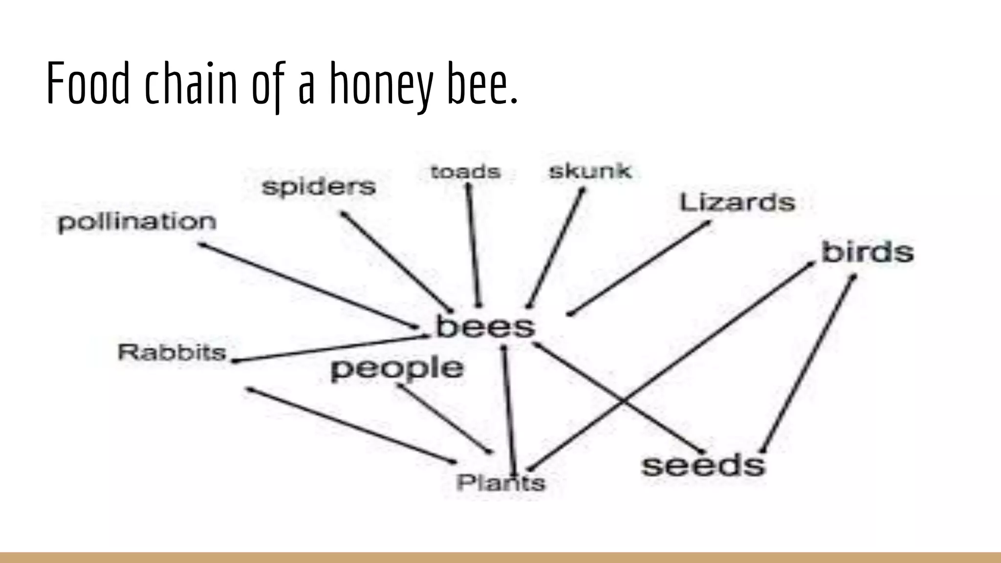 Honey bee project (georgia) | PPT