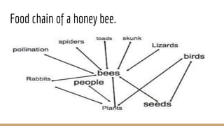 Honey bee project (georgia) | PPT