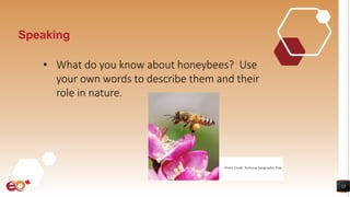 Honeybees | PPT | Free Download