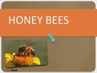 Honey bees | PPTX
