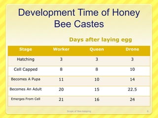 Honey bees and beekeeping project | PPTX