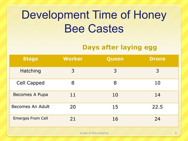 Honey bees and beekeeping project | PPTX | Beekeeping | Hobbies & Interests