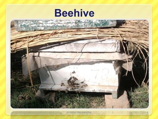 Honey bees and beekeeping project | PPTX