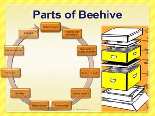 Honey bees and beekeeping project | PPTX