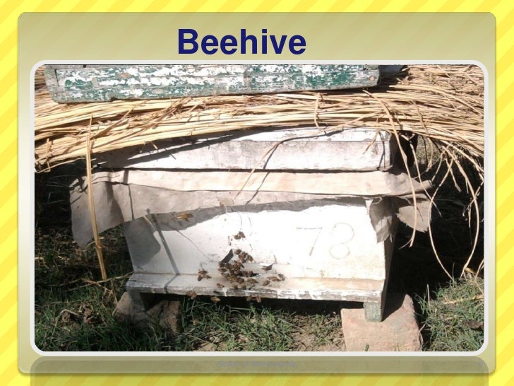 Honey bees and beekeeping project