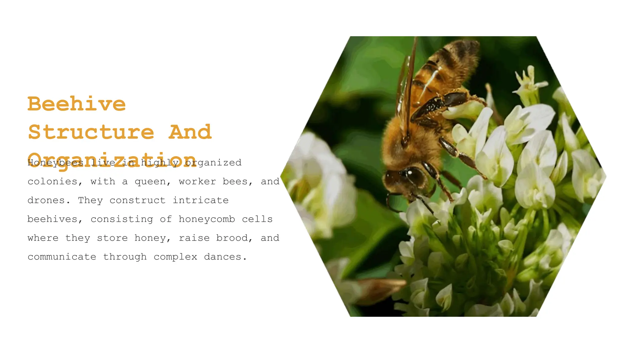Honey Bees Behaviour and its honey collecting.pptx
