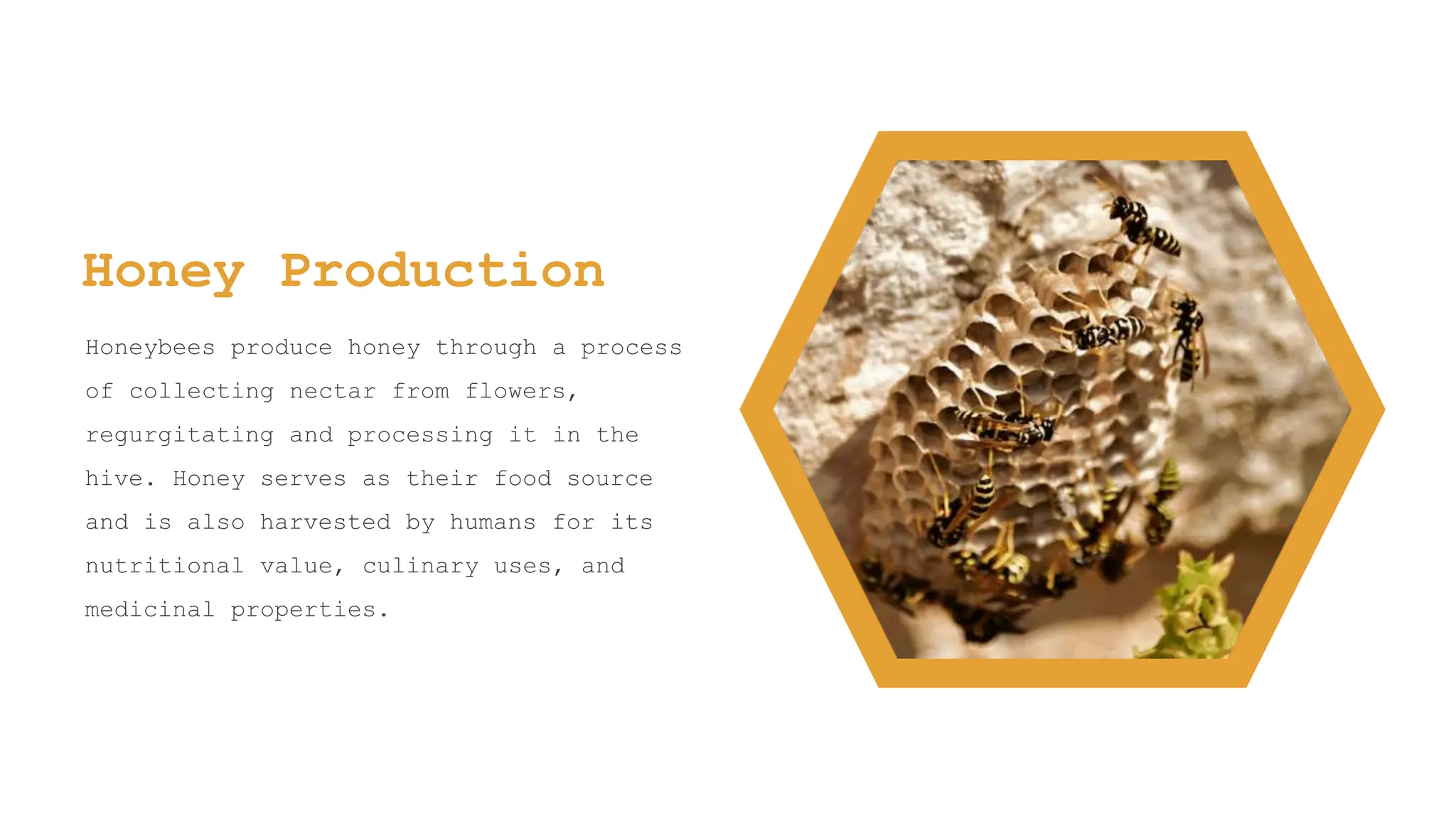 Honey Bees Behaviour and its honey collecting.pptx