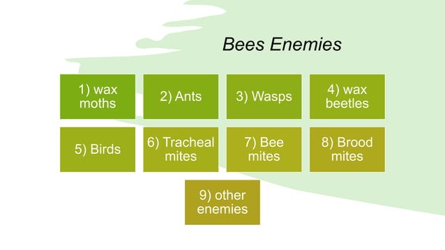 Honey bees enemies and its management | PPTX | Beekeeping | Hobbies ...