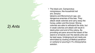 Honey bees enemies and its management | PPTX