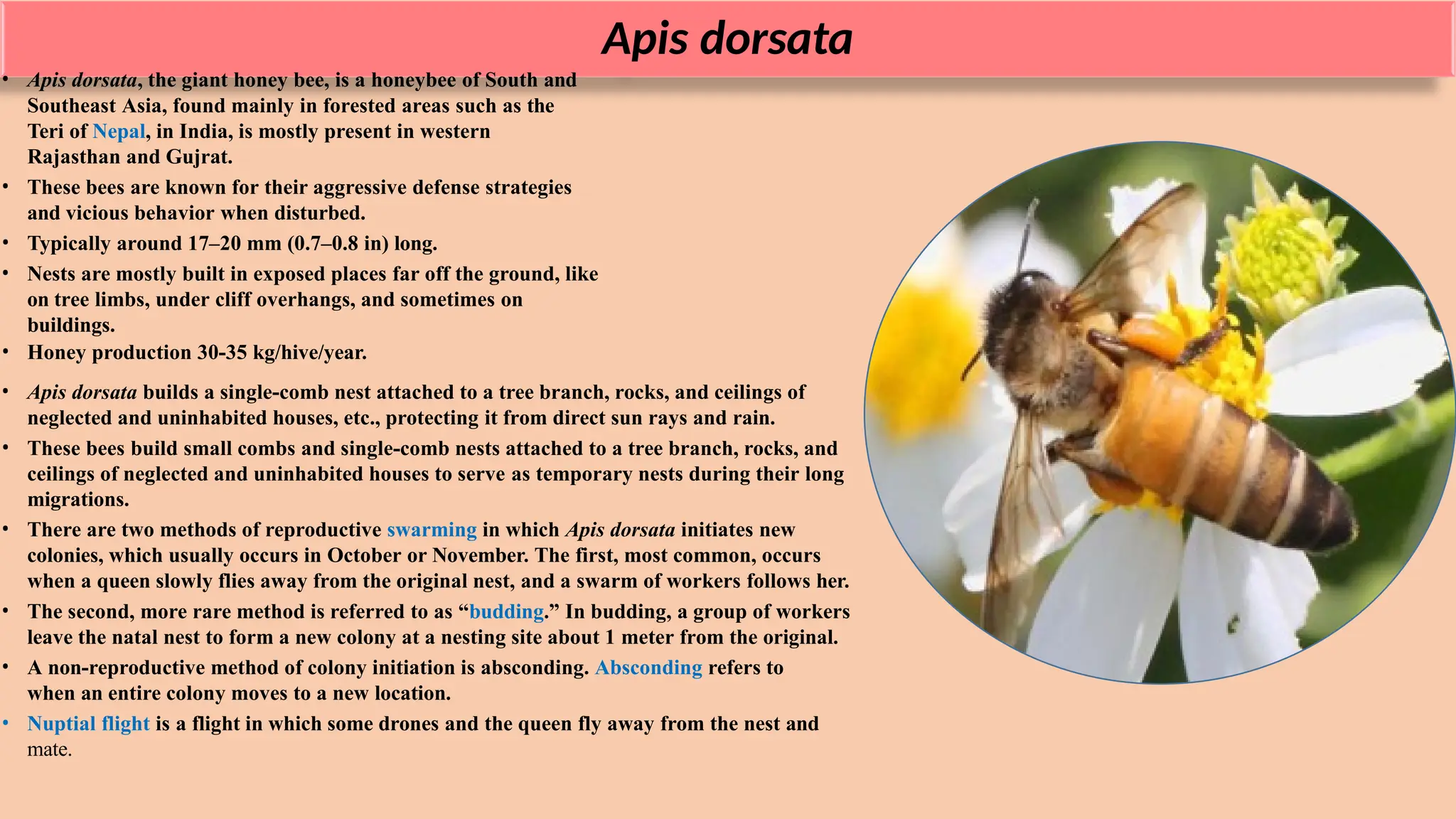 Different Honeybee Species with their peculiar features | PPTX