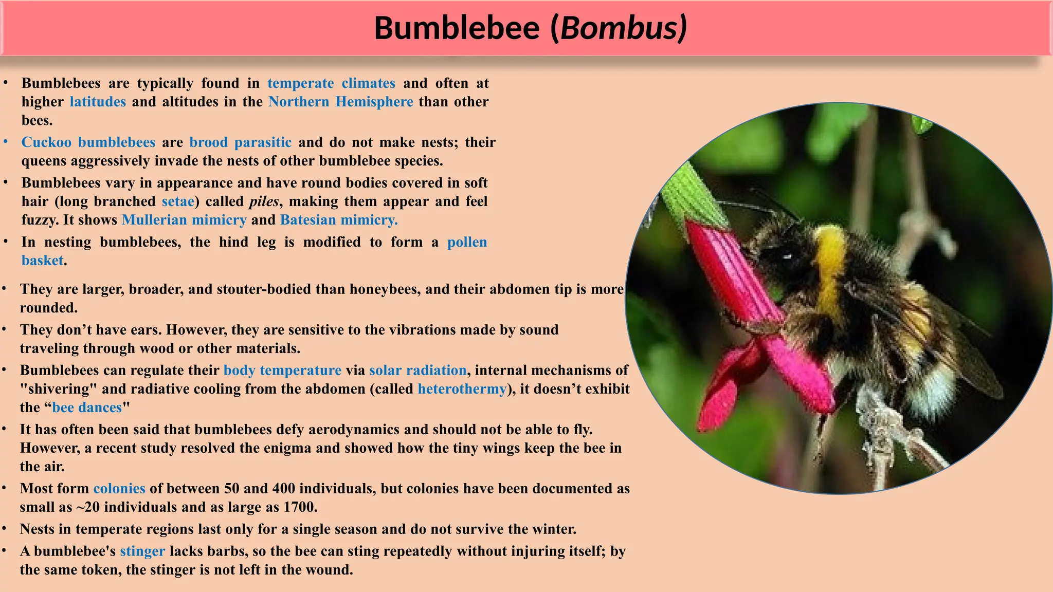 Different Honeybee Species with their peculiar features | PPTX