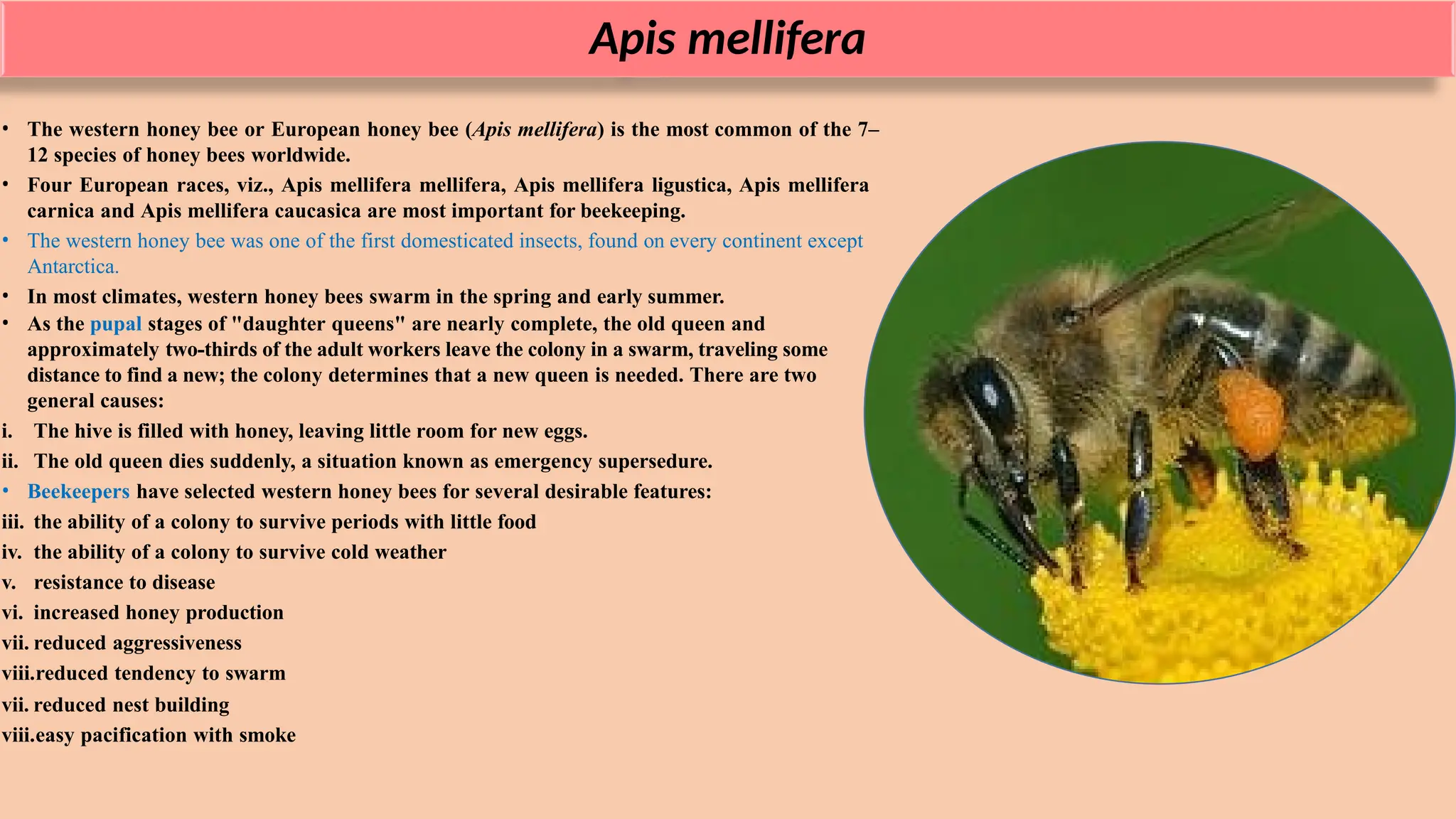 Different Honeybee Species with their peculiar features | PPTX