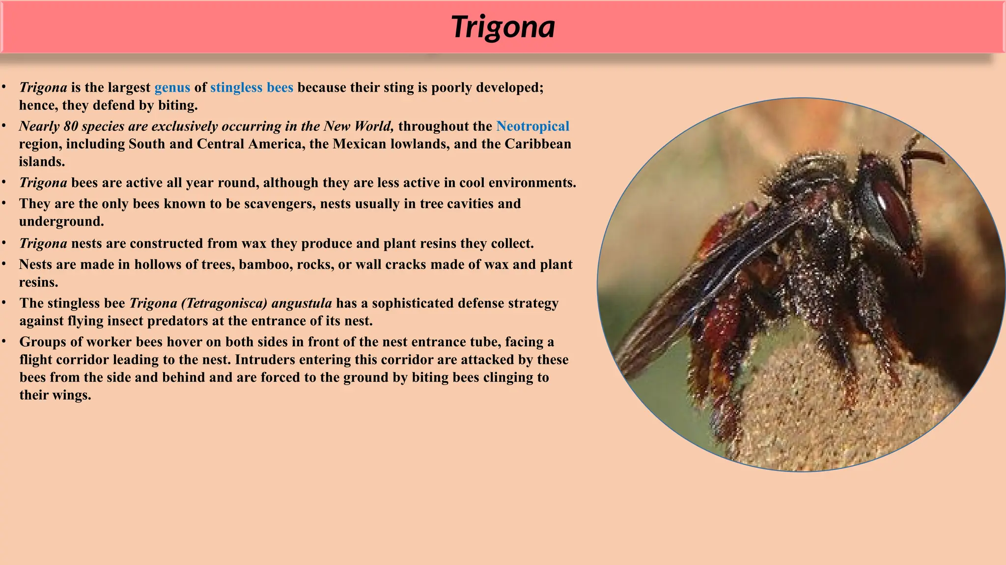 Different Honeybee Species with their peculiar features | PPTX