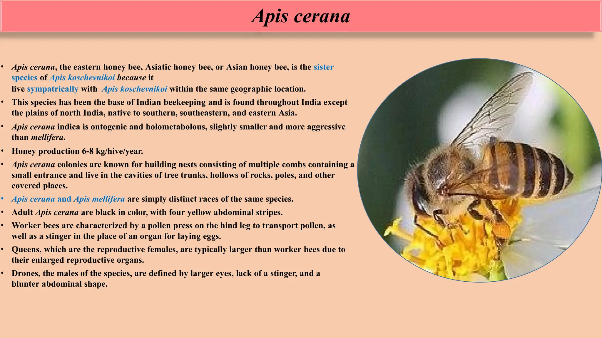 Various Honeybee Species with their peculiar features | PPT