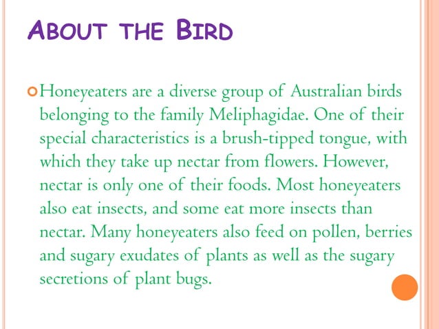 Honeyeater birds | PPTX | Beekeeping | Hobbies & Interests