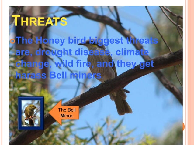 Honeyeater birds | PPTX | Beekeeping | Hobbies & Interests