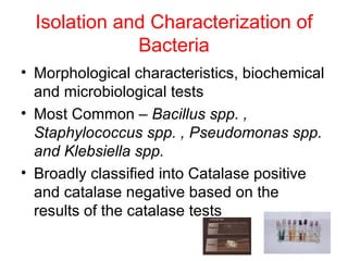 Honey Presentation ( Final) | PPT