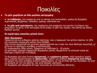 Presentation for the honey - Tsakiri Androniki | PPT | Free Download