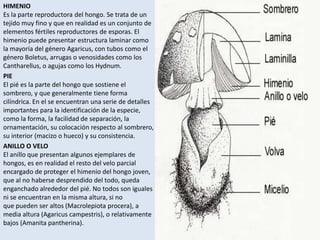 hongos y sus caracteristicas | PPTX