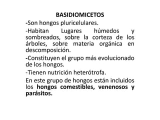 REINO FUNGI O DE LOS HONGOS | PPTX