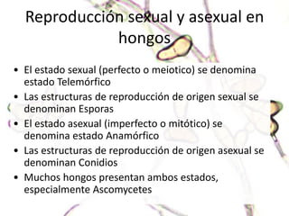 Hongos | PPTX