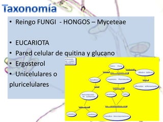 Hongos | PPTX
