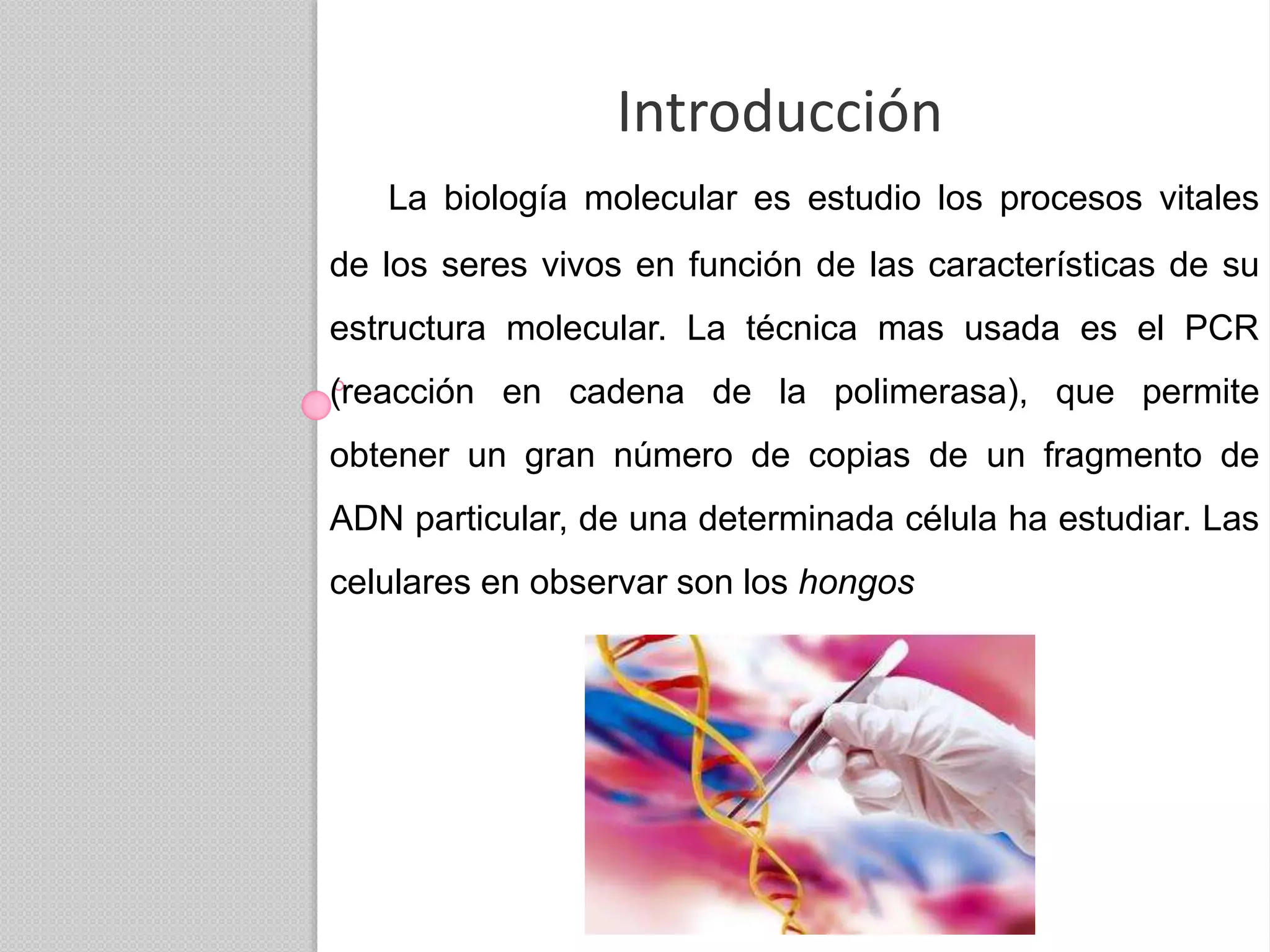 Hongos en Pcr | PPT