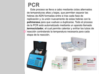Hongos en Pcr | PPTX