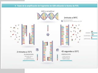 Hongos en Pcr | PPTX
