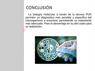 Hongos en Pcr | PPTX
