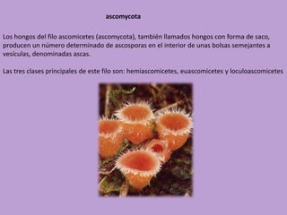 Hongos | PPTX