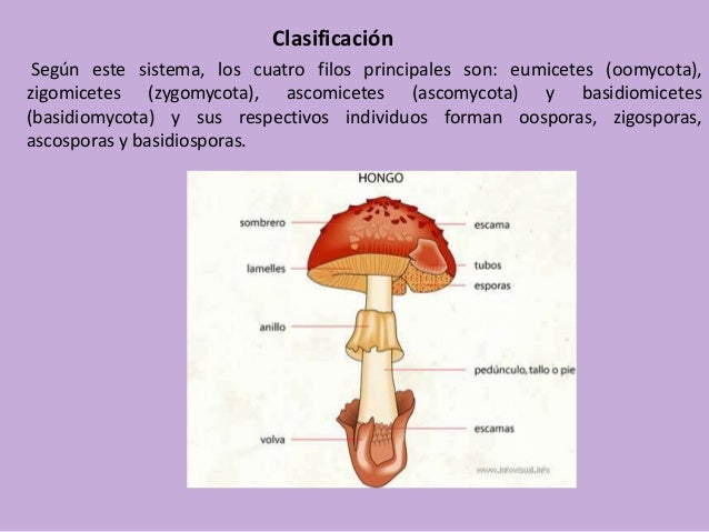 Los hongos y sus partes - Imagui