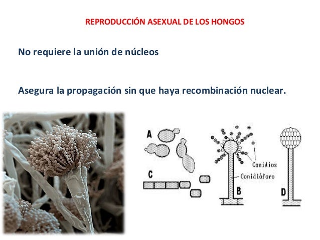 Hongos