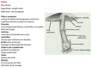 Hongos | PPTX