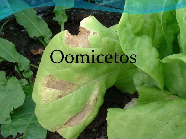 Tipos de hongos