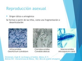 aislamiento y cultivo de Hongos filamentosos y levaduras | PPT