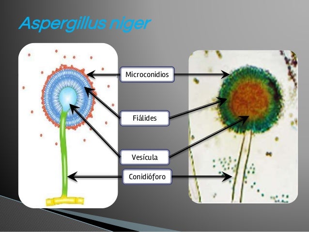 micromorfologia de hongos saprofitos