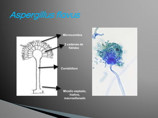 Hongos micromorfologia | PPTX