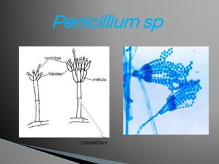 Hongos micromorfologia | PPTX