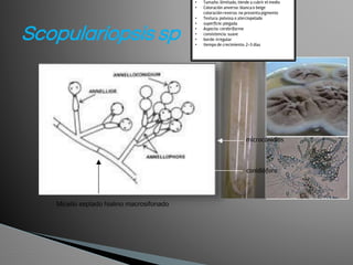 Hongos micromorfologia | PPTX